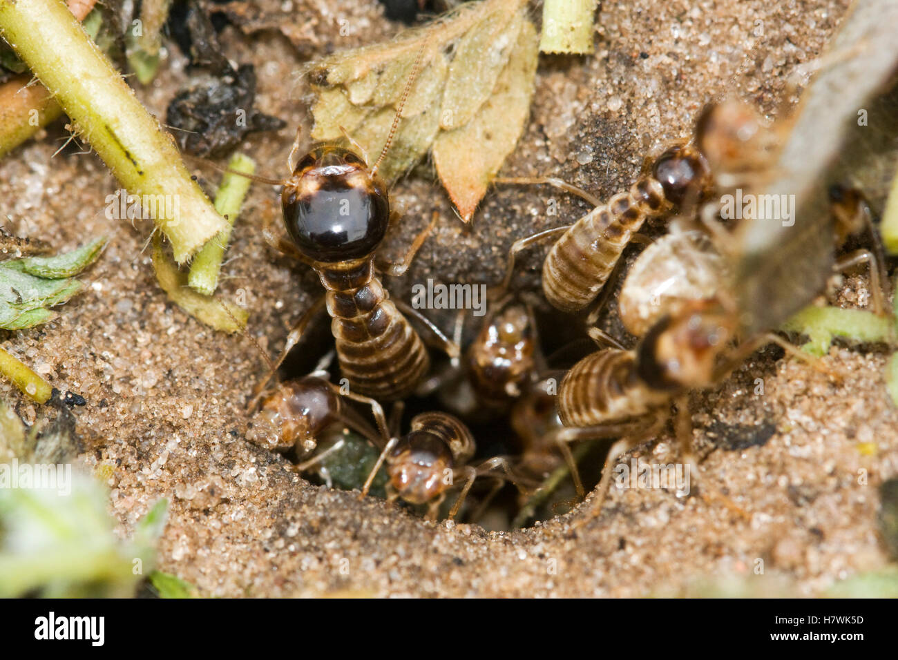 Harvester Termite (Hodotermes mossambicus) pulling grass and leaves ...
