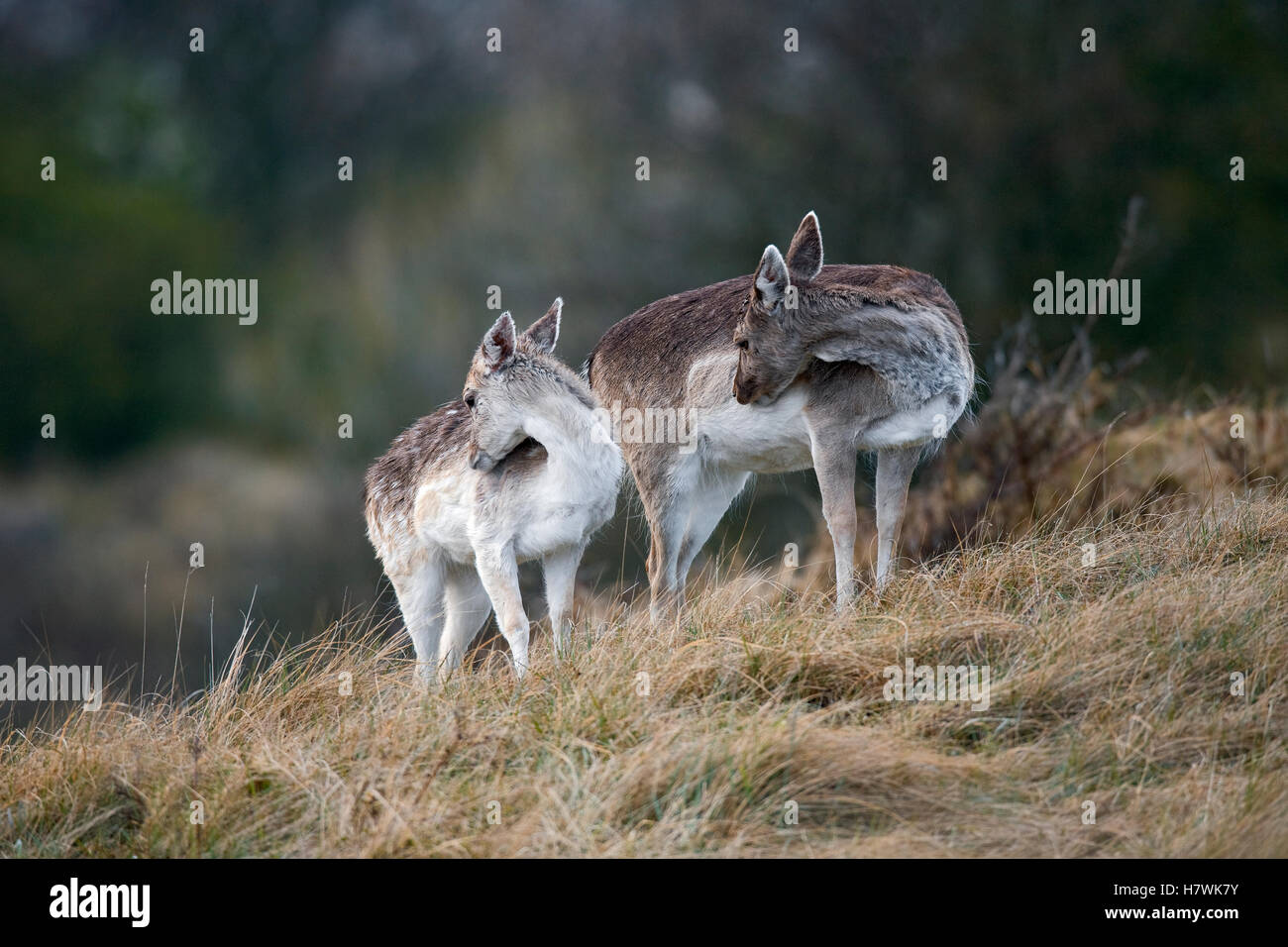 Fallow Deer (Dama dama) doe with fawn grooming, South Holland ...