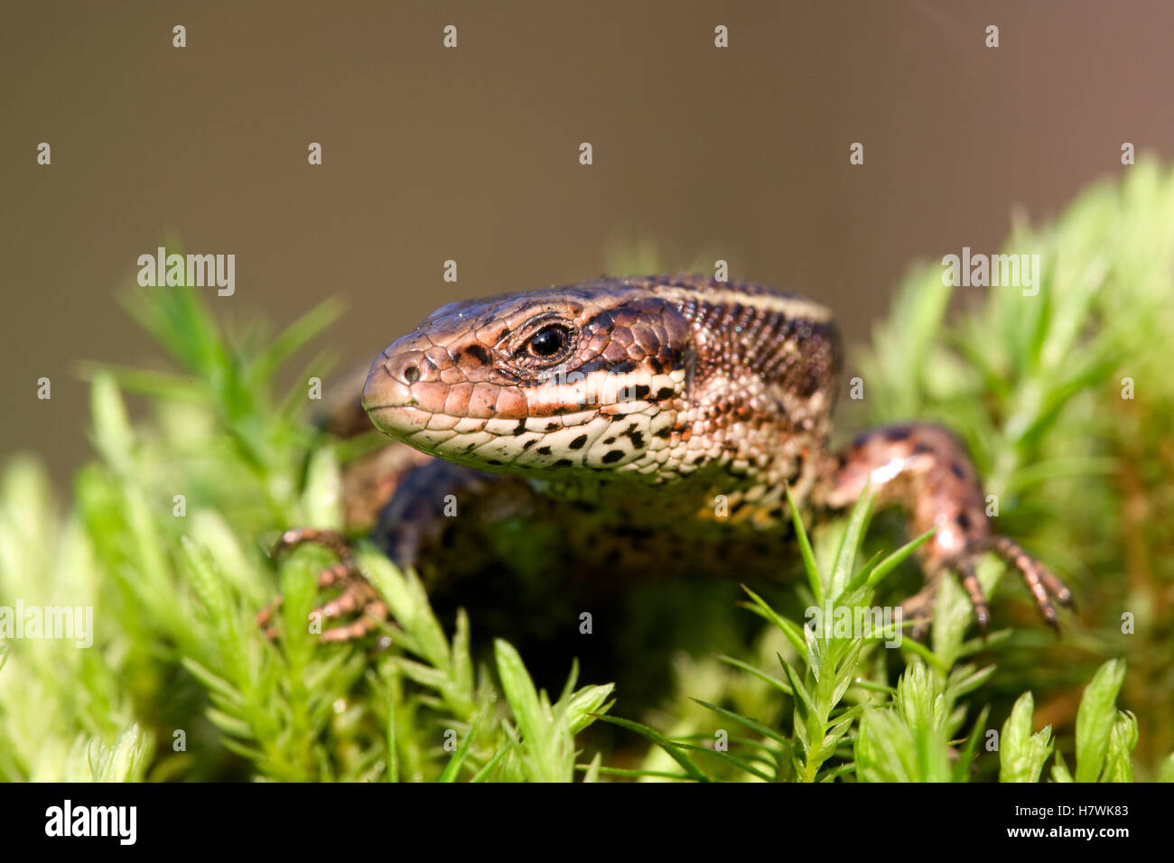 Viviparous Lizard (Zootoca vivipara) male on moss, Tatra National Park ...