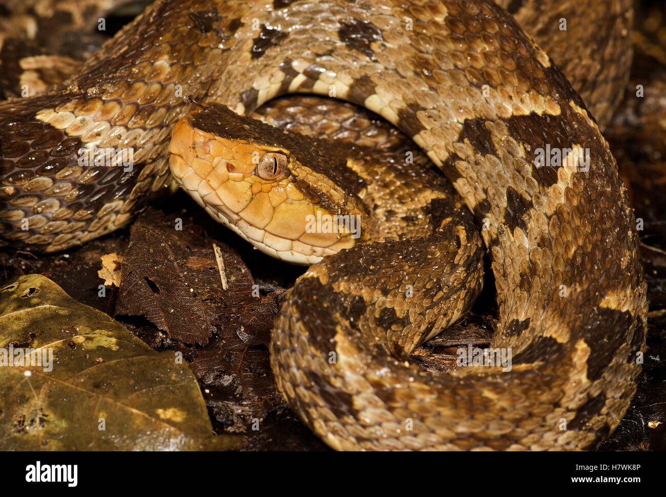 Fer-de-lance (Bothrops asper) in defensive posture, venomous, Panama ...