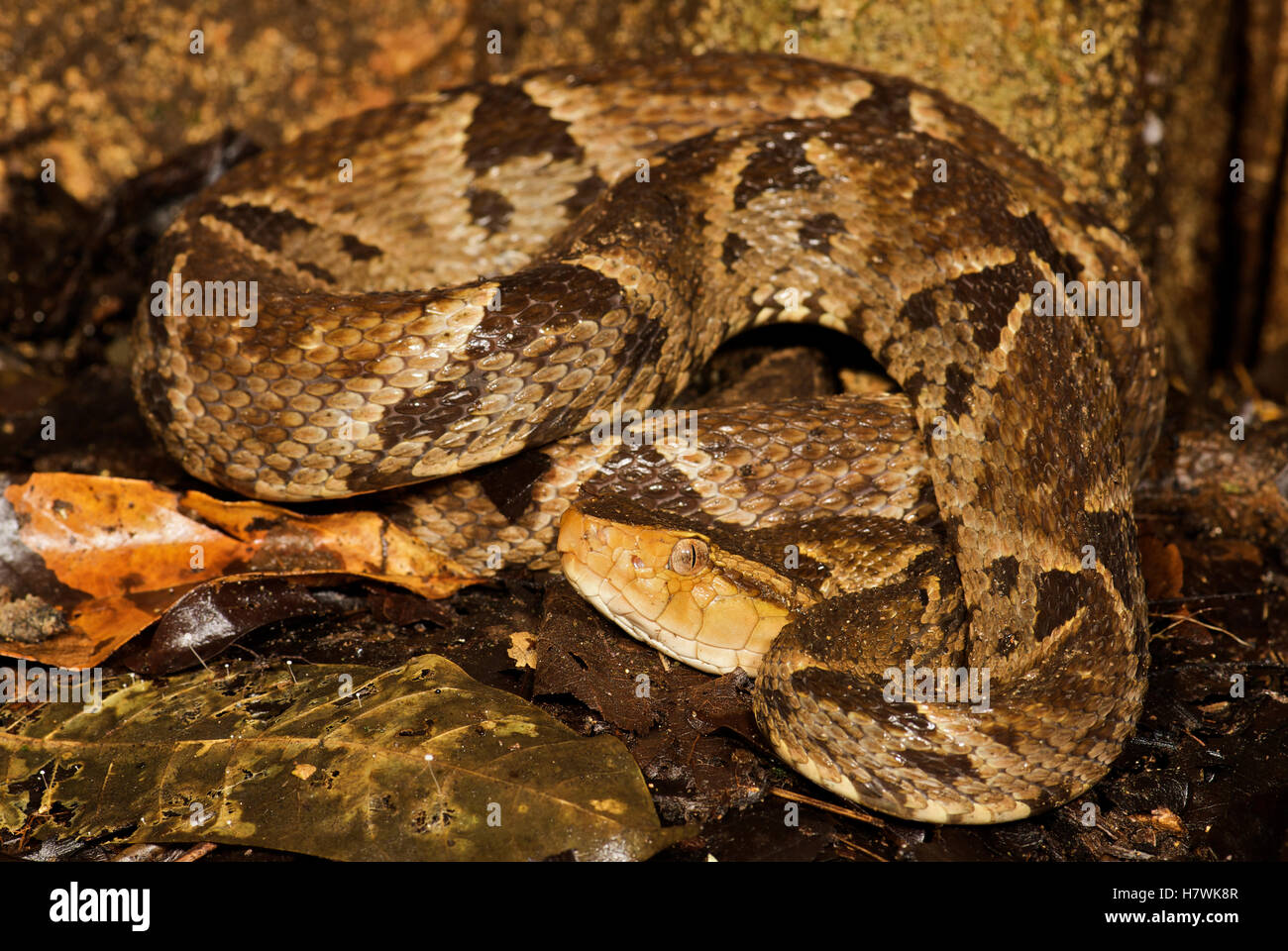 Fer-de-lance (Bothrops asper) in defensive posture, venomous, Panama ...
