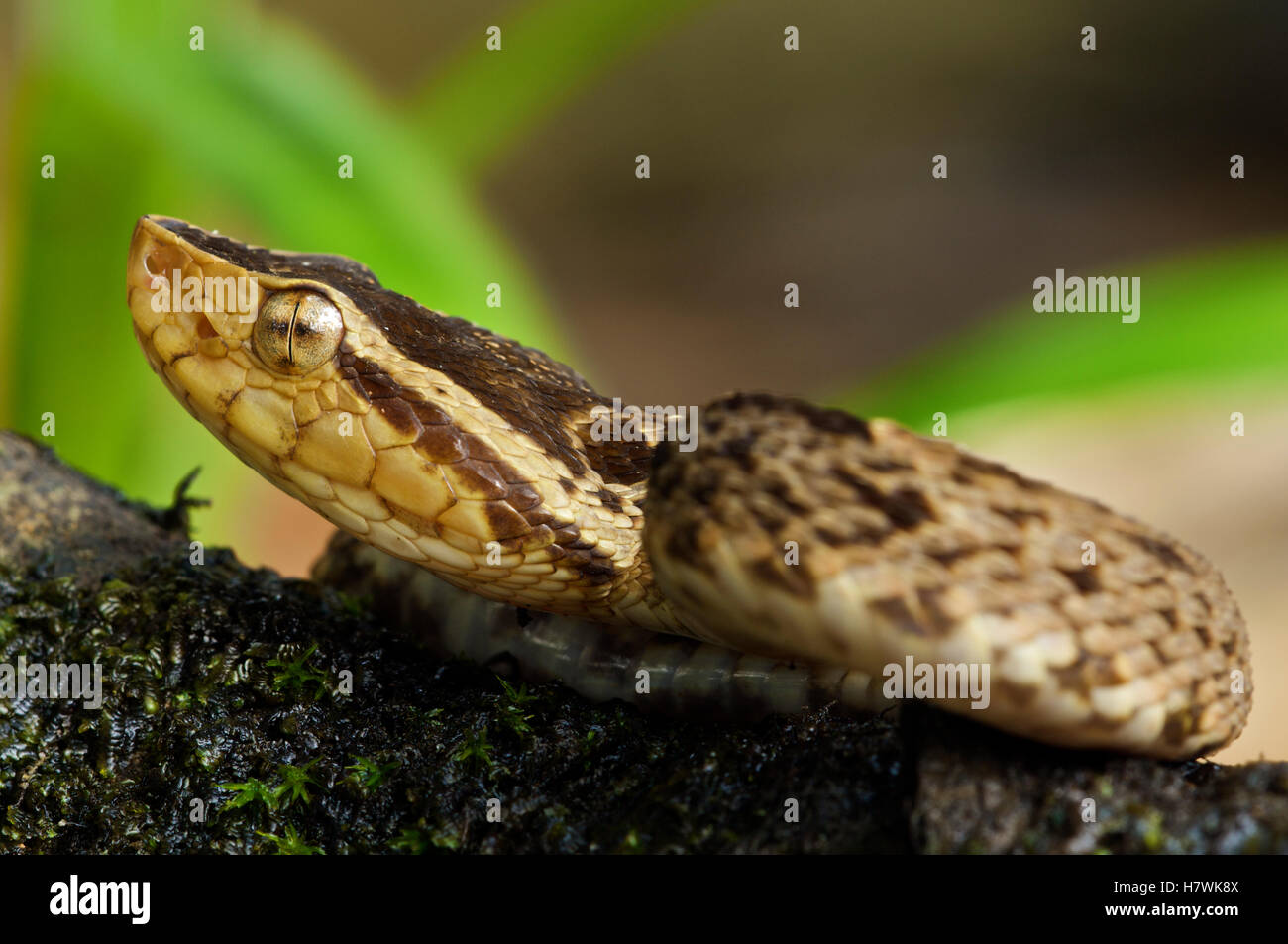 Fer-de-lance (Bothrops asper) young, venomous, Panama Stock Photo - Alamy