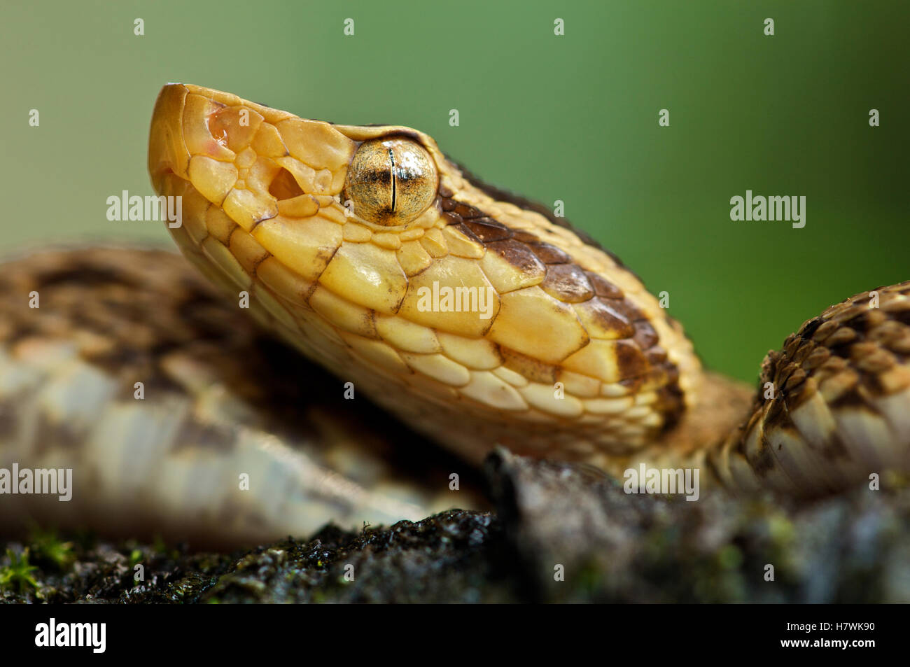 Fer-de-lance (Bothrops asper) juvenile, venomous, Panama Stock Photo ...