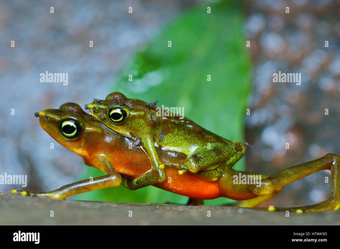 Sapo Limosa (Atelopus limosus) pair in amplexus, plagued by Biting ...