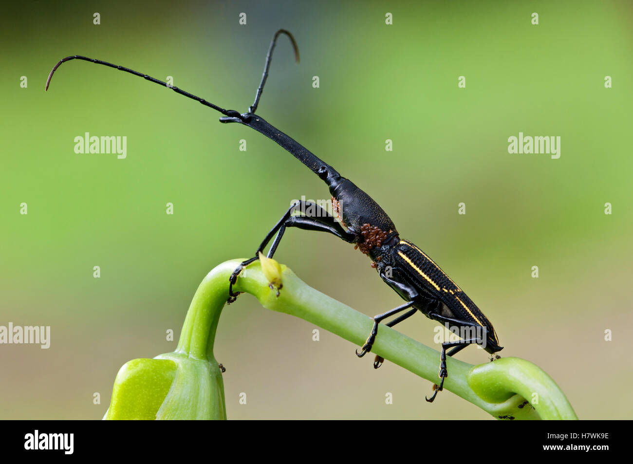True Weevil (Curculionidae) carrying many mites, Panama Stock Photo - Alamy