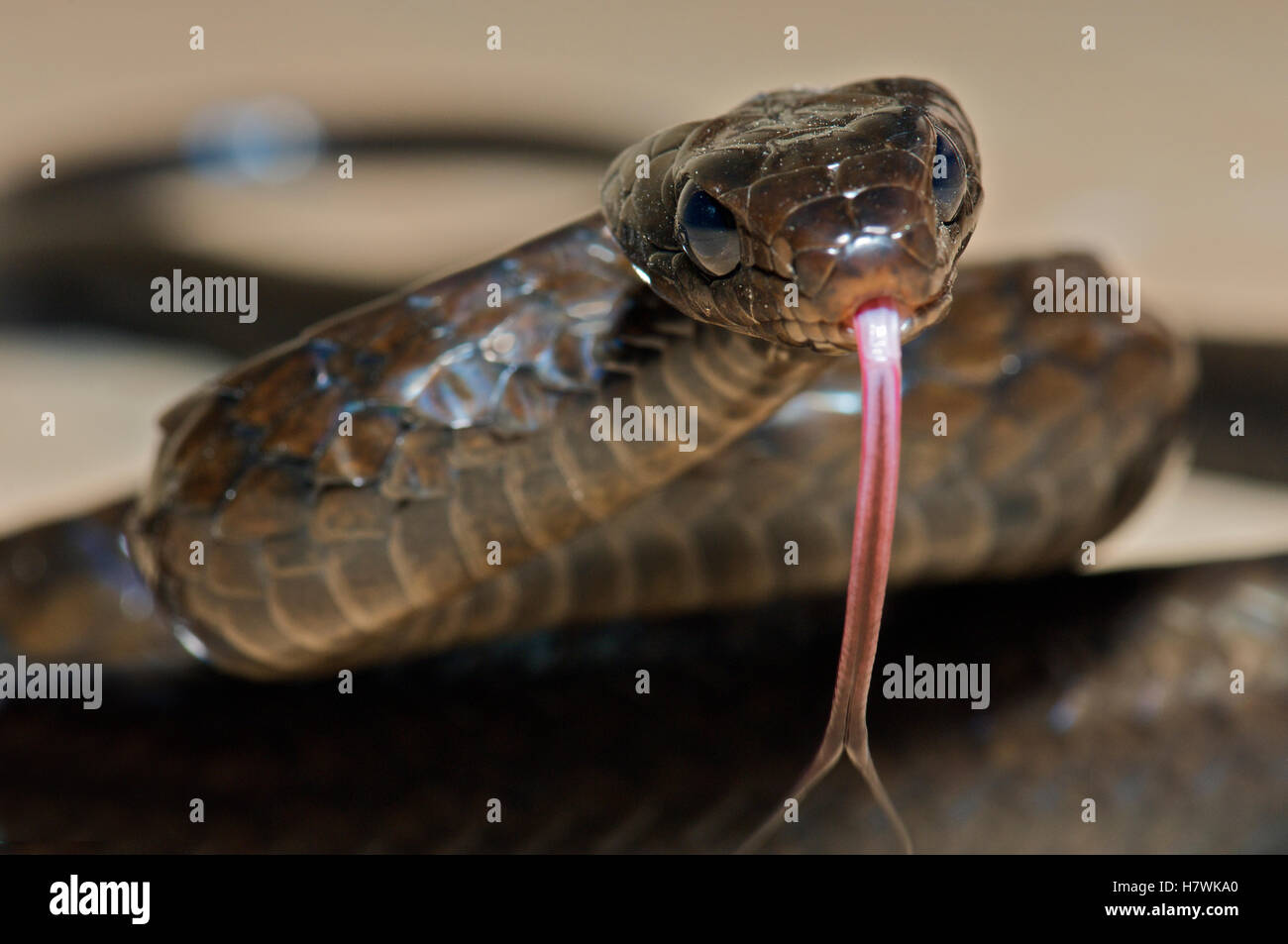 Large-scaled Black Tree Snake (Chironius grandisquamis) in threat ...
