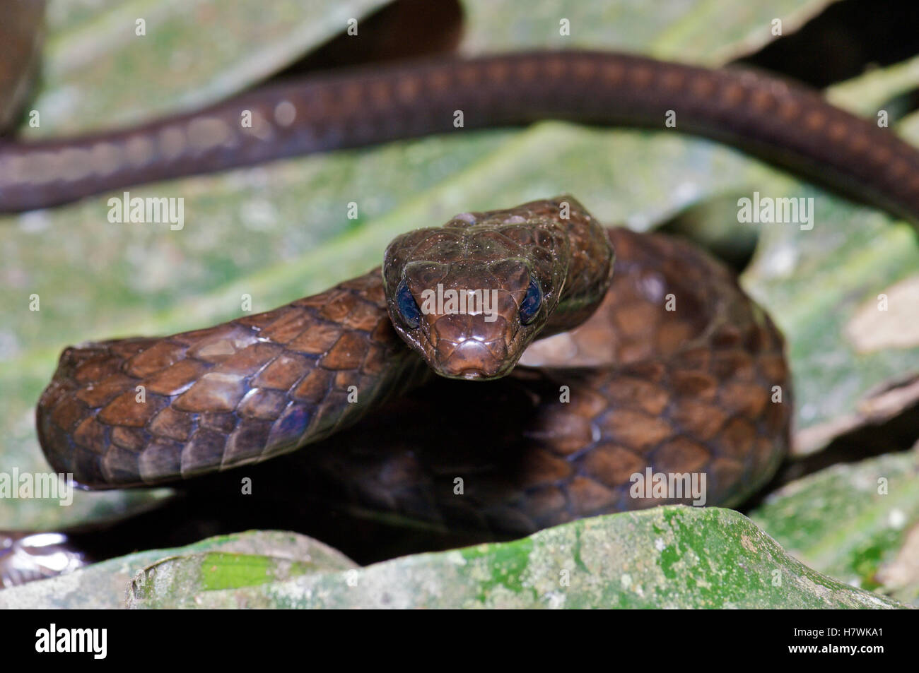 Large-scaled Black Tree Snake (Chironius grandisquamis) in threat ...