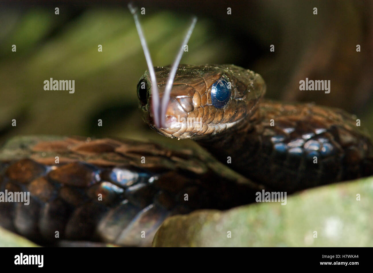 Large-scaled Black Tree Snake (Chironius grandisquamis) in threat ...