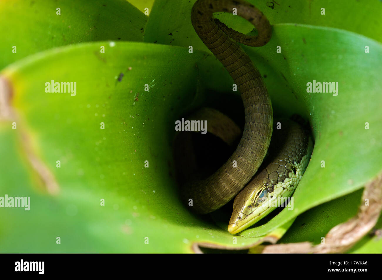 Anadia (Anadia sp) sleeping in bromeliad, western slope of the Andes ...