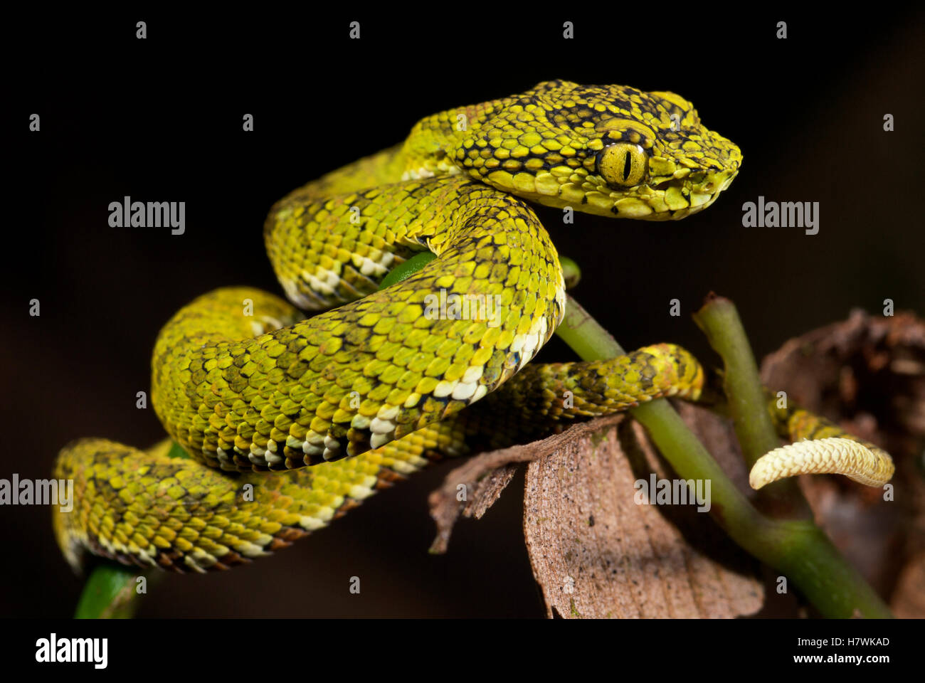 Eyelash Viper (Bothriechis schlegelii) showing caudal luring behavior ...