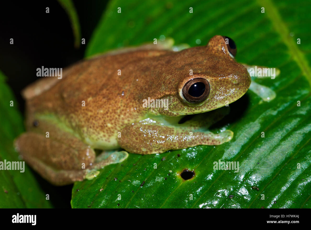 Tree Frog (Hyla sp), western slope of the Andes Cloud Forest, Mindo ...