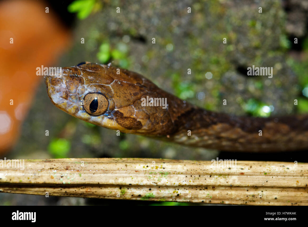 Cat-eyed Snake (Leptodeira annulata), western slope of the Andes Cloud ...
