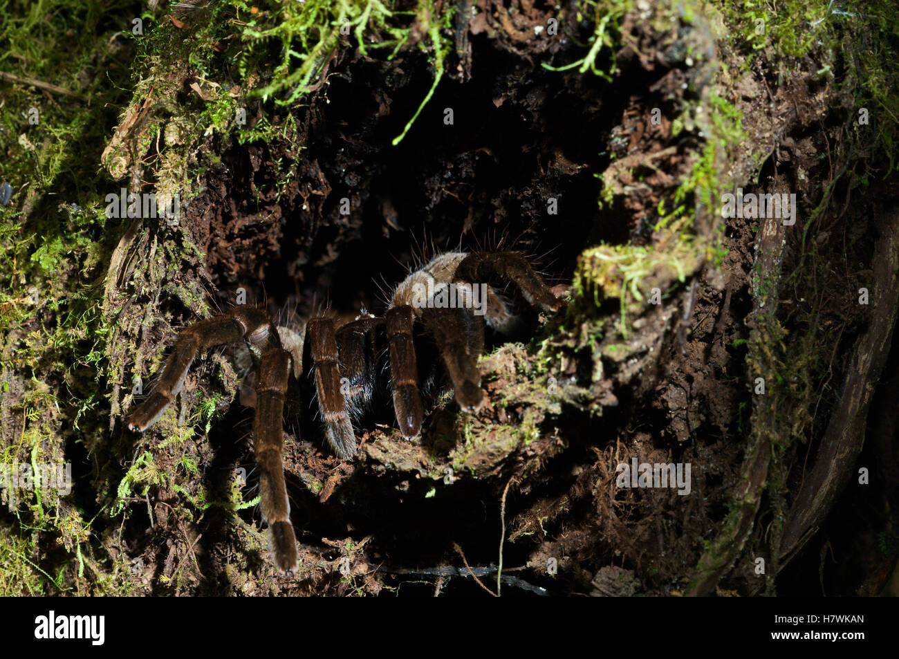 Tarantula (Theraphosidae) emerging from tree hole, western slope of the ...