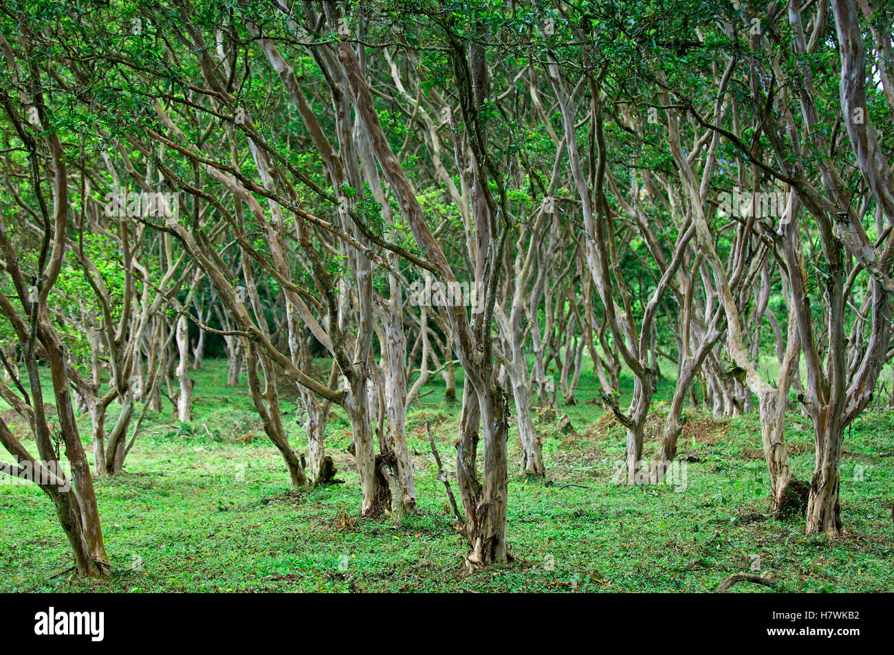Common Guava (Psidium guajava) trees, western slope of the Andes Cloud ...