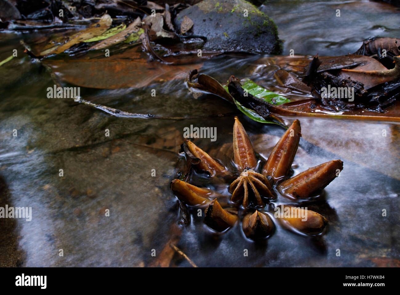 Attorney (Clusia sp) fruit capsule in a forest stream, western slope of ...