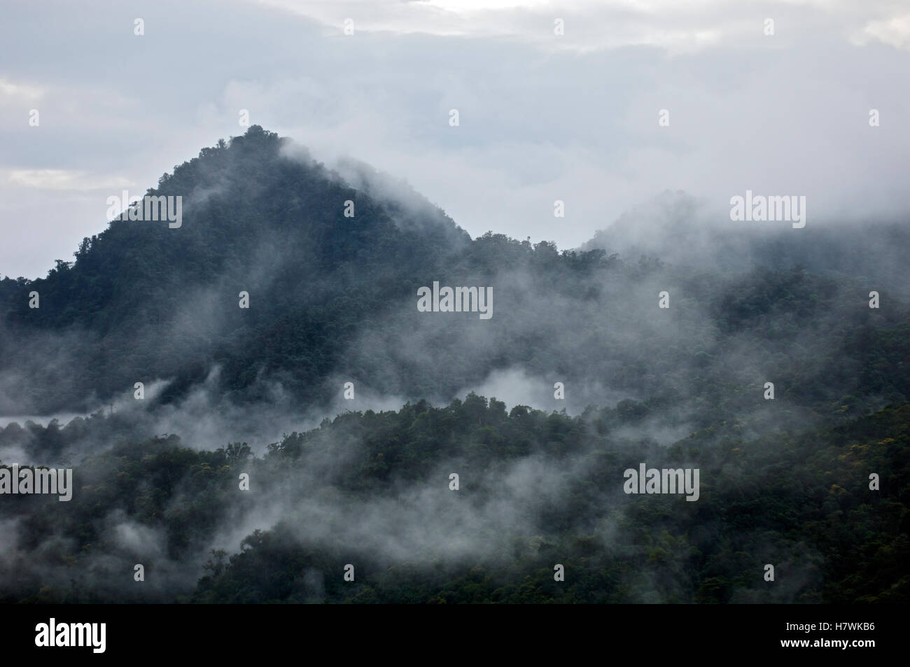 Mist over cloud forest at dawn, Mindo, Ecuador Stock Photo - Alamy