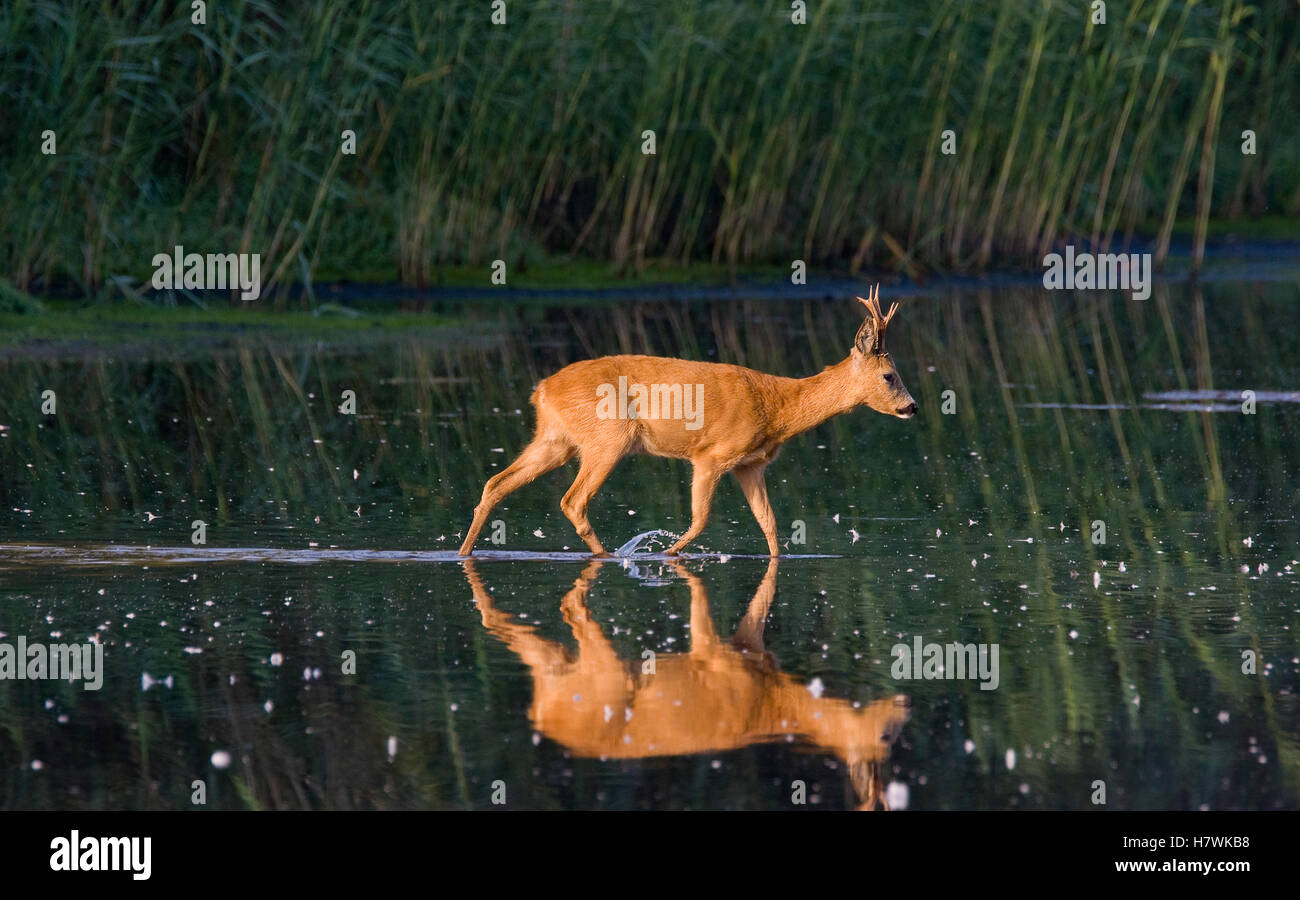 Western Roe Deer (Capreolus capreolus) crossing marsh, Netherlands ...