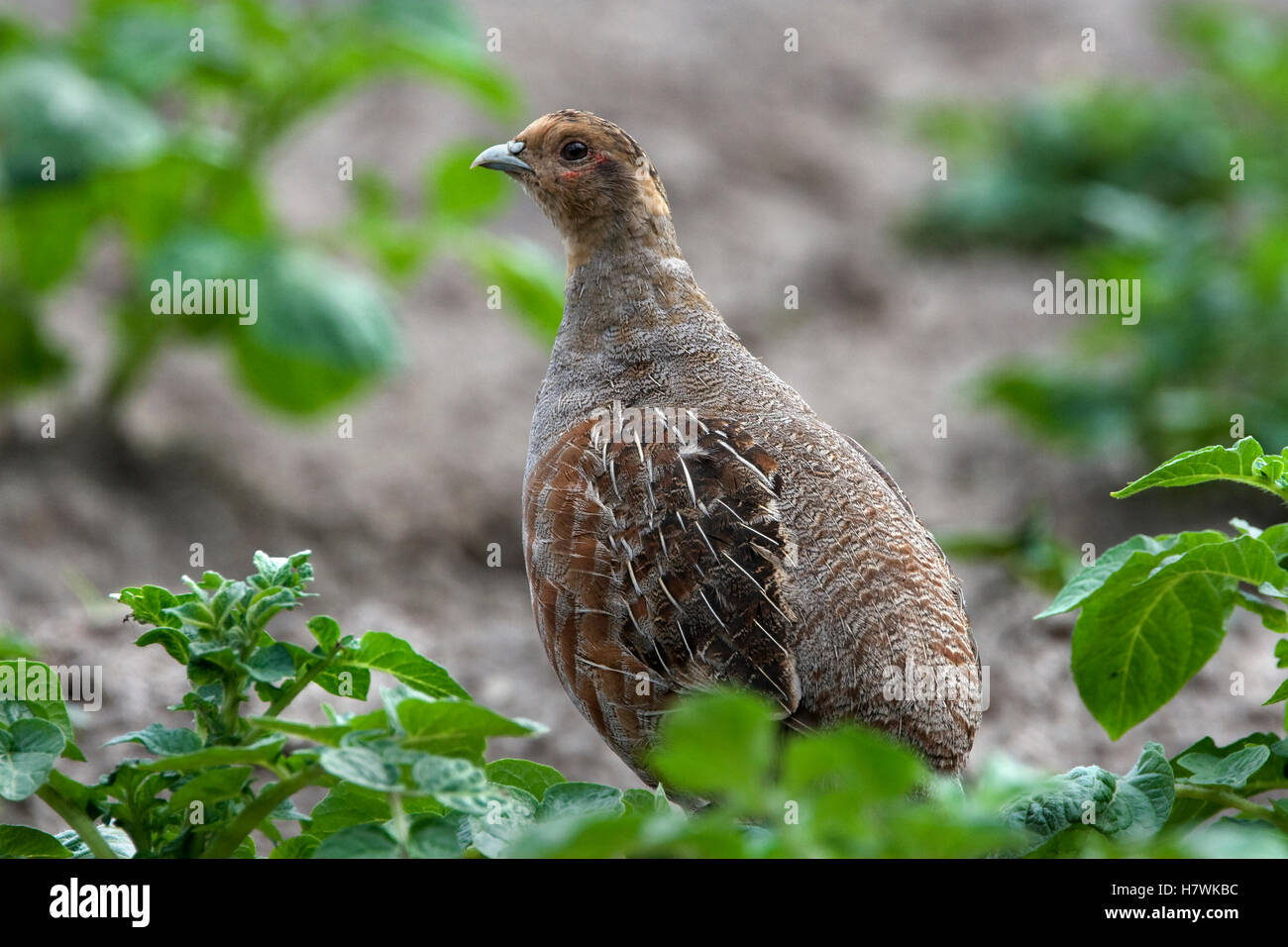 European Partridge (Perdix perdix) on farmland, Netherlands Stock Photo ...