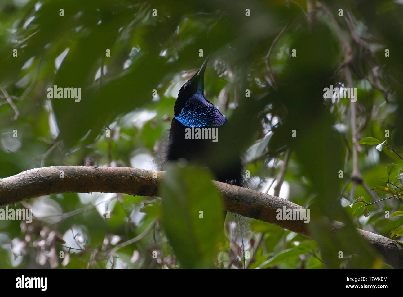 Magnificent Riflebird (Ptiloris magnificus) displaying in tree, Papua ...