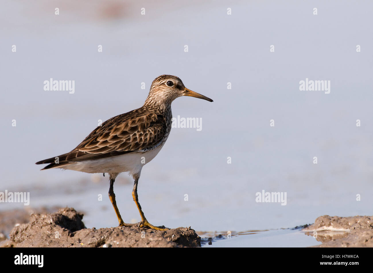 Pectoral Sandpiper (Calidris melanotos) at the edge of the water, Texas ...