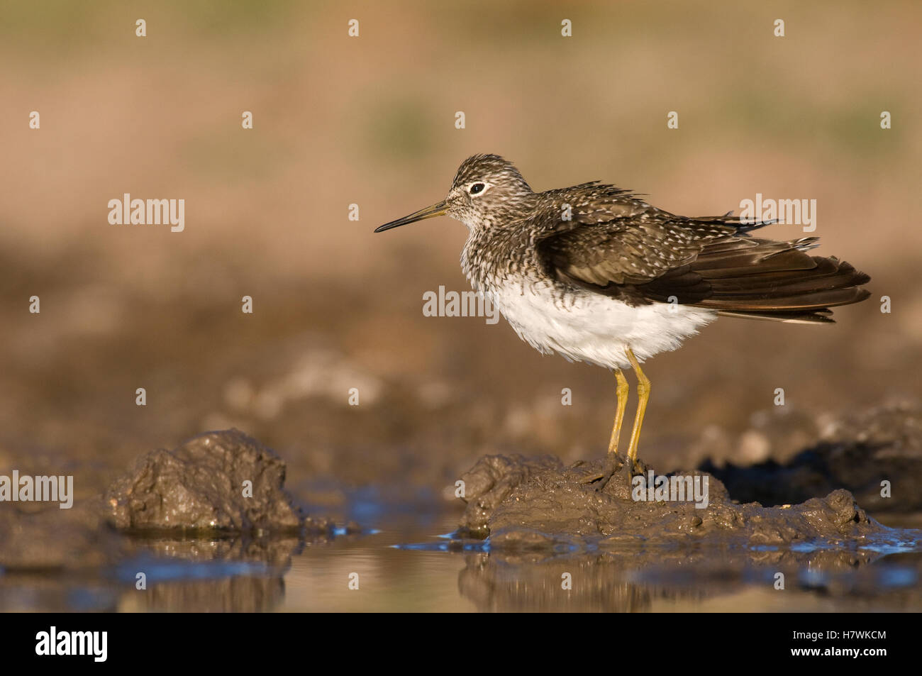 Solitary Sandpiper (Tringa solitaria) standing in the mud, Texas Stock ...