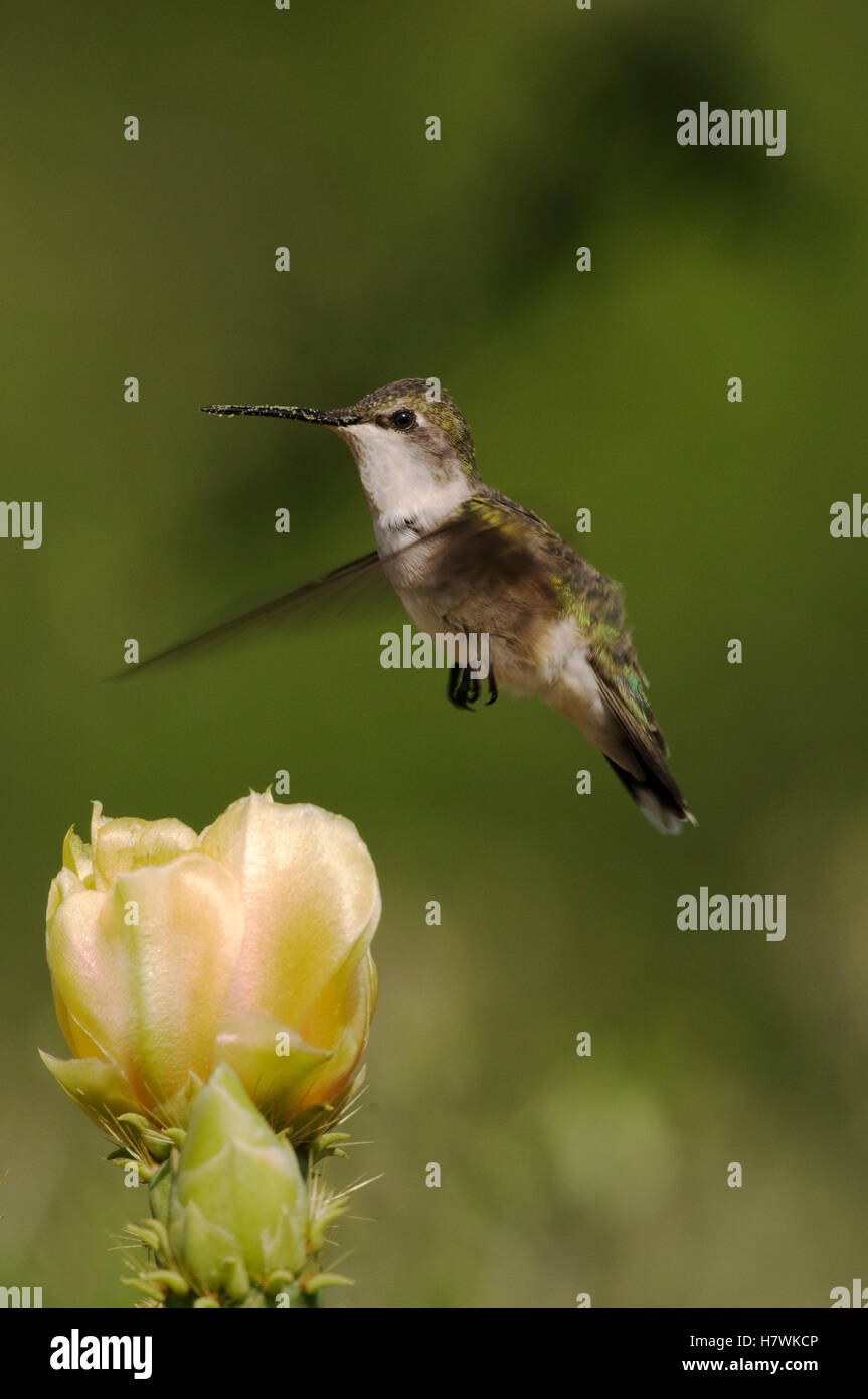 Ruby-throated Hummingbird (Archilochus colubris) hovering over a cactus ...