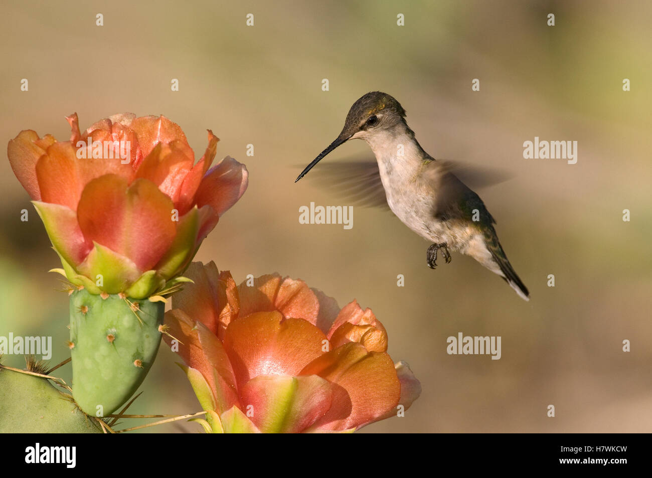 Ruby-throated Hummingbird (Archilochus colubris) hovering over a cactus ...