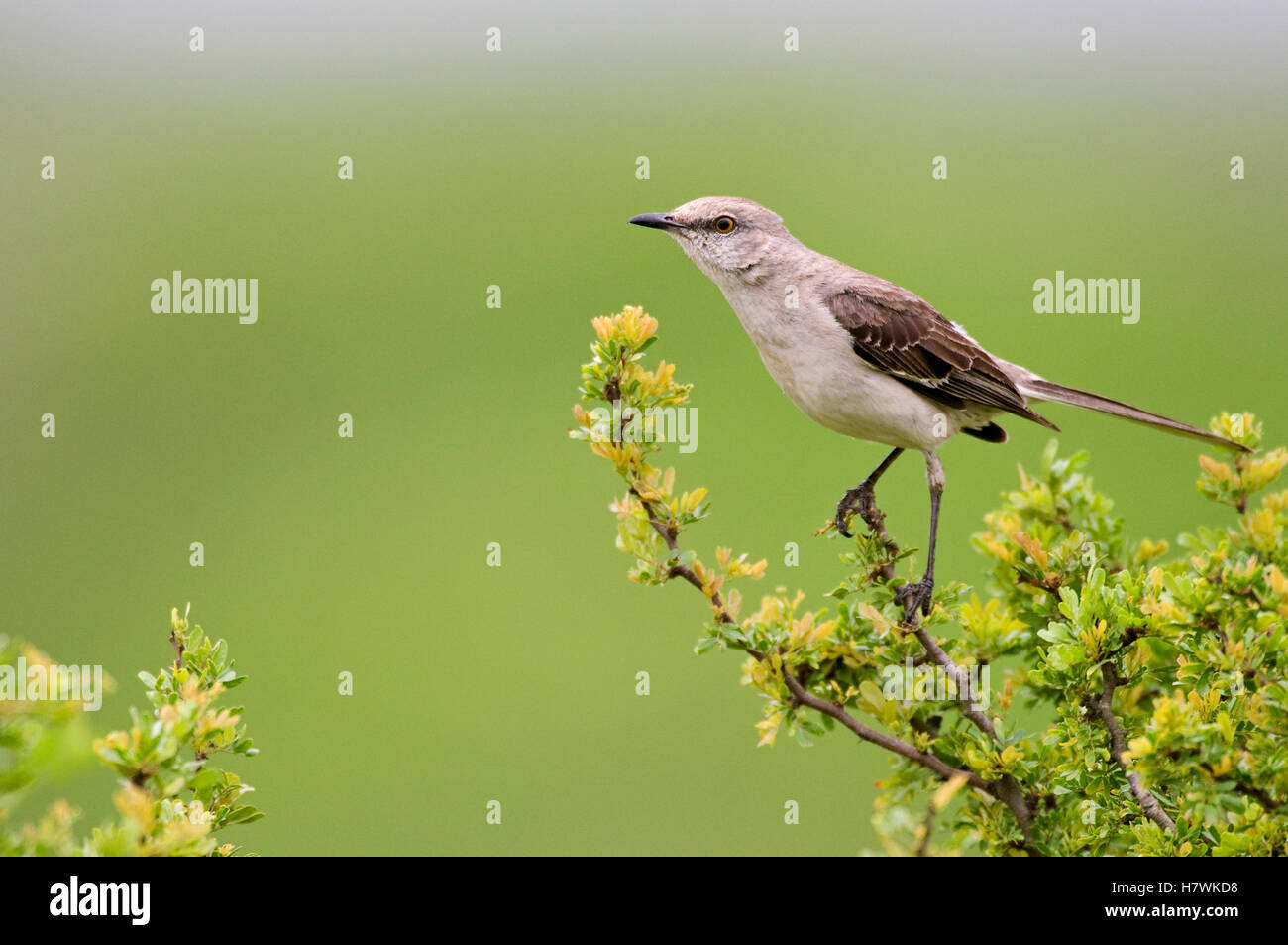 Northern Mockingbird (Mimus polyglottos) female, Texas Stock Photo - Alamy