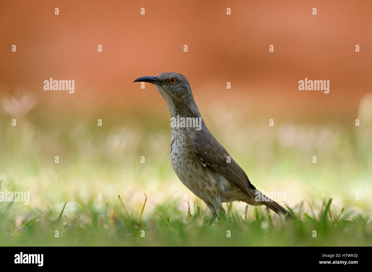 Curve-billed Thrasher (Toxostoma curvirostre) in the grass, Texas Stock ...