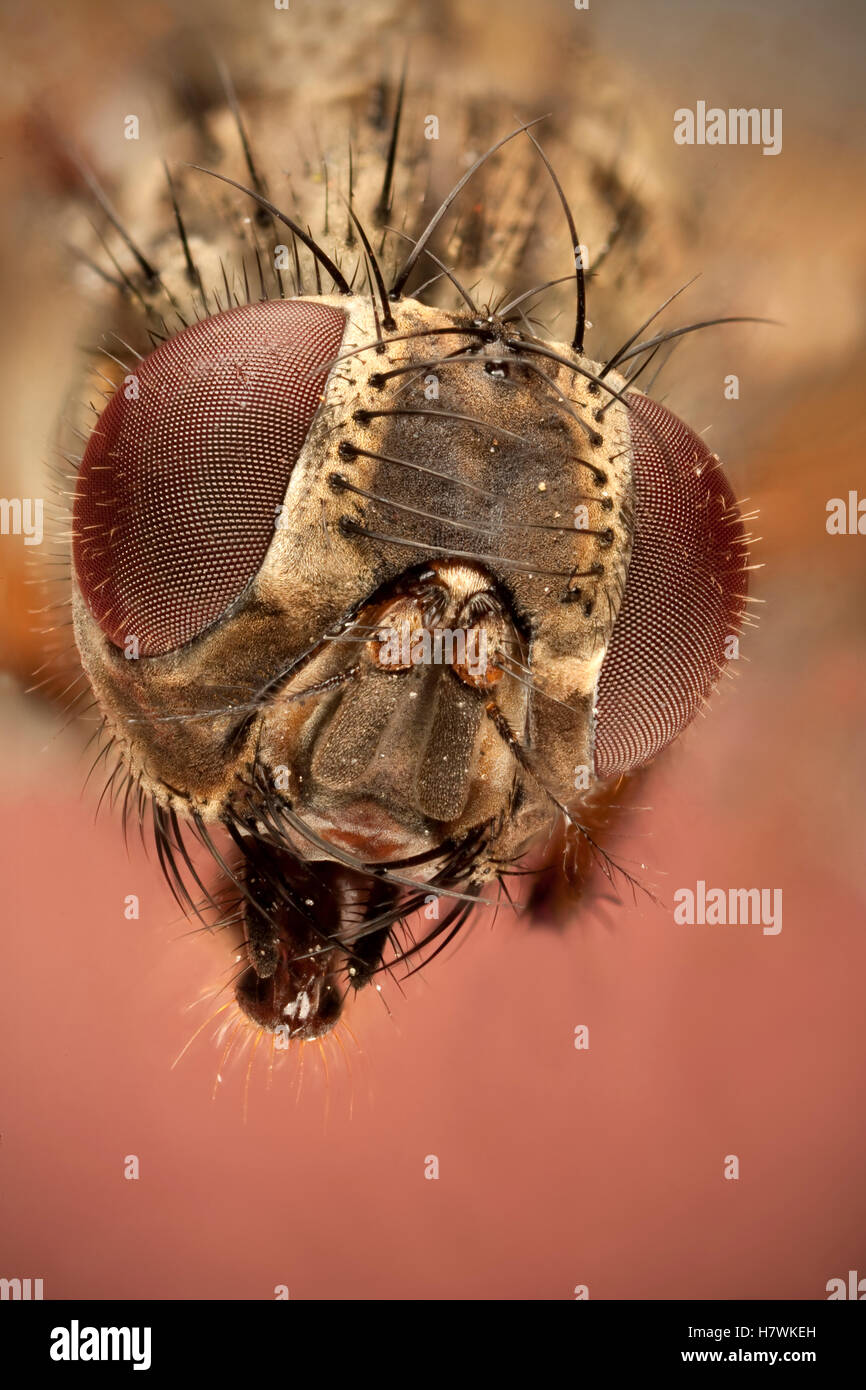 Stable Fly (Muscidae) female showing composite eyes, Texas Stock Photo ...