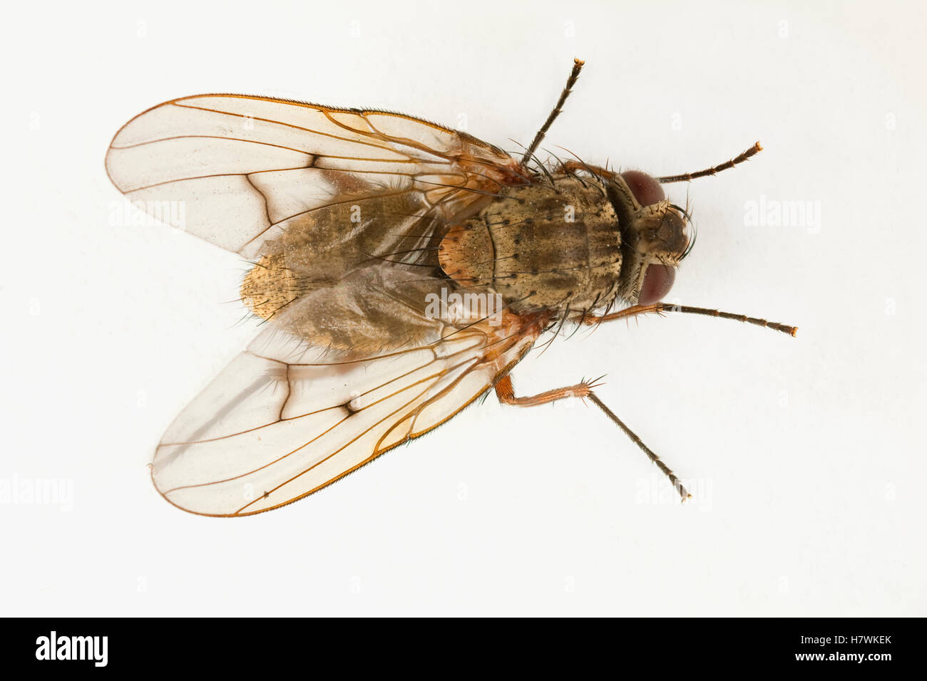 Stable Fly (Muscidae) female, Texas Stock Photo - Alamy