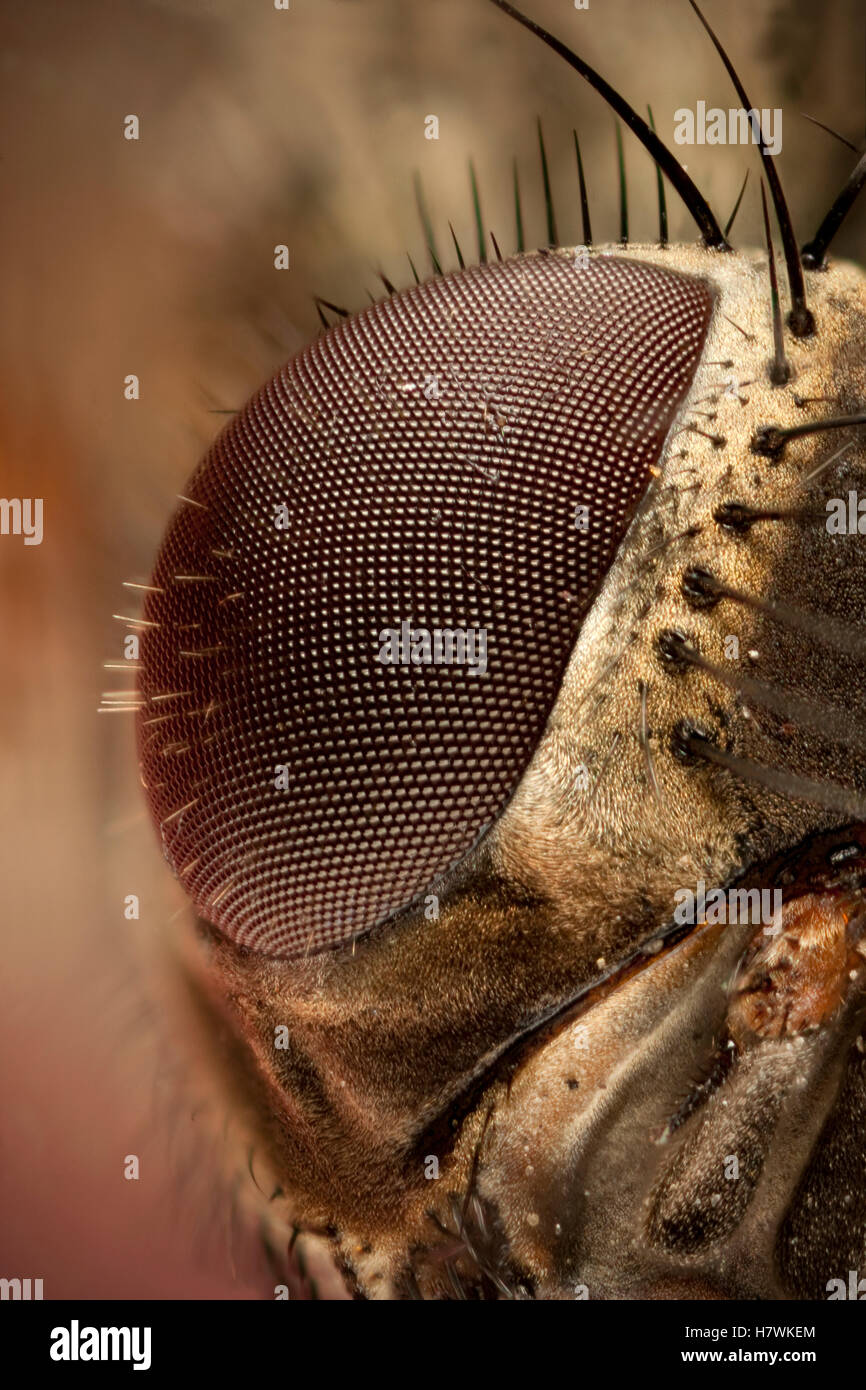 Stable Fly (Muscidae) female close up showing composite eye, Texas ...