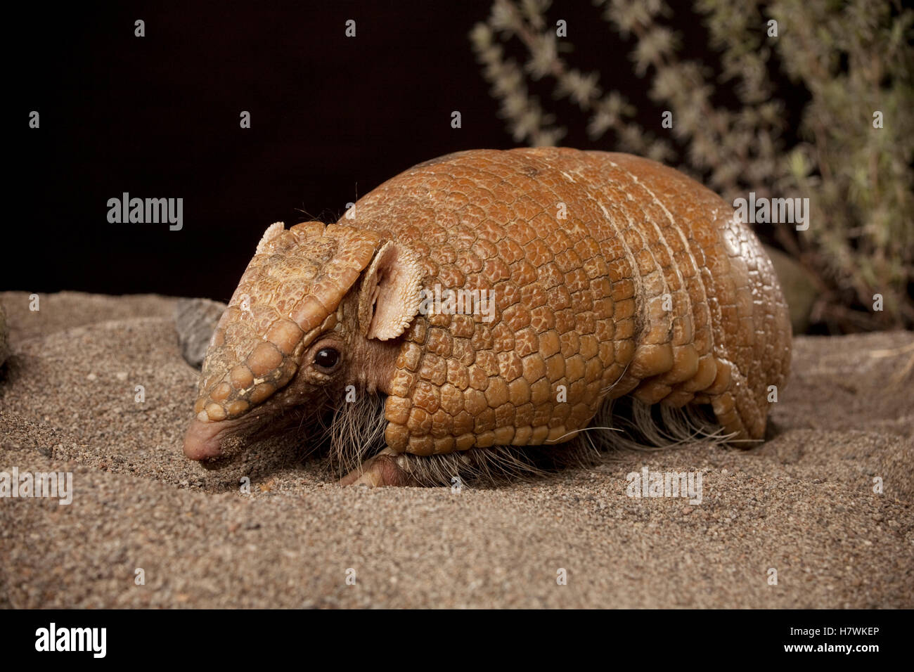 Southern Three-banded Armadillo (Tolypeutes matacus), Texas Stock Photo ...