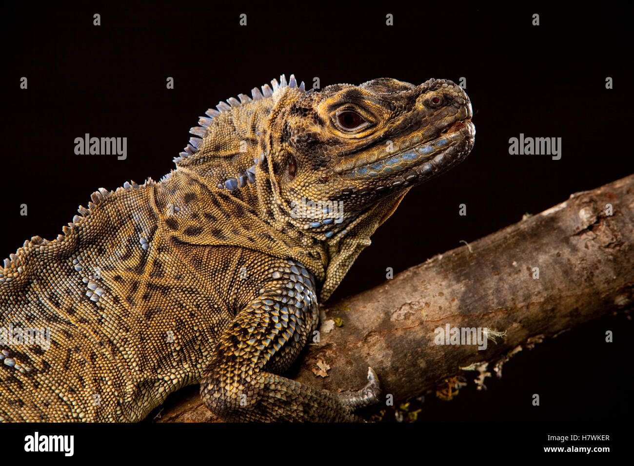 Philippine Sailfin Lizard (Hydrosaurus pustulatus), native to the ...