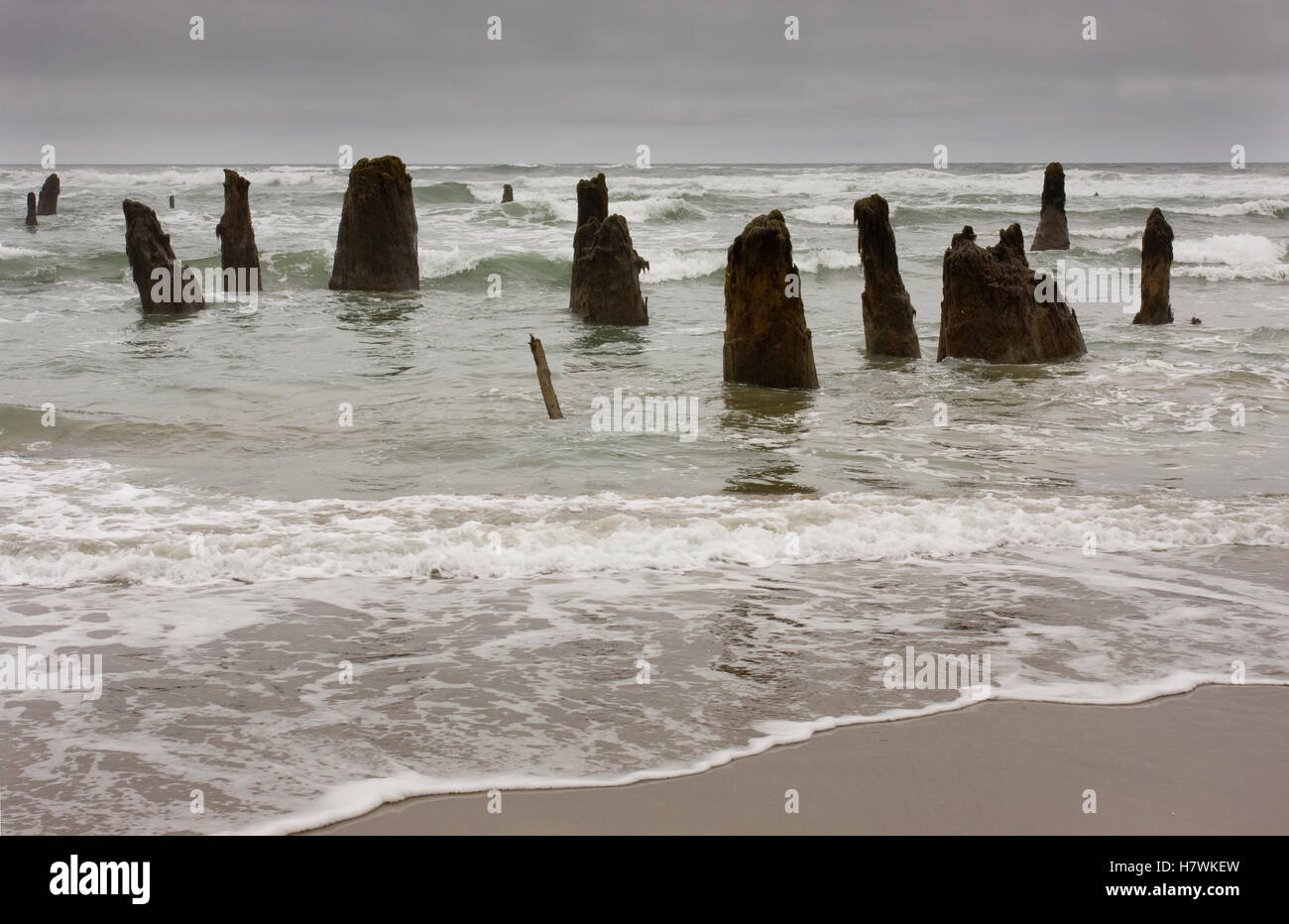 Coastal erosion uncovers 2000 year old tree stumps, called the Ghost ...