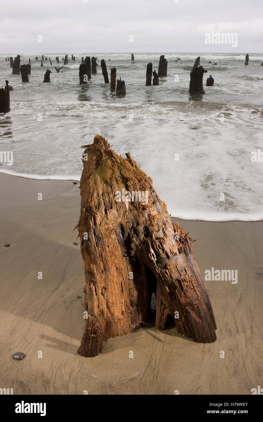 Coastal erosion uncovers 2000 year old tree stumps, called the Ghost ...
