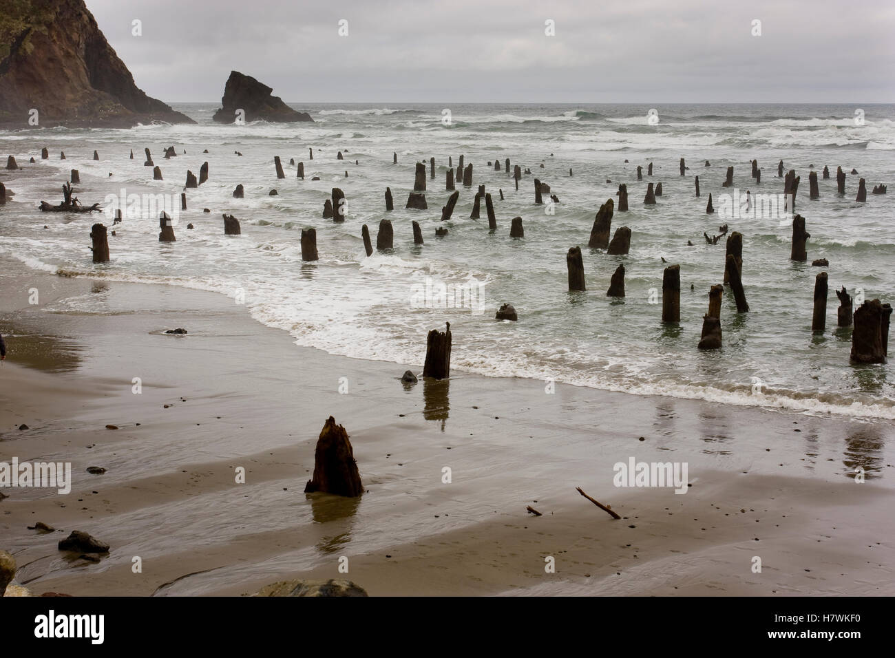 Coastal erosion uncovers 2000 year old tree stumps, called the Ghost ...