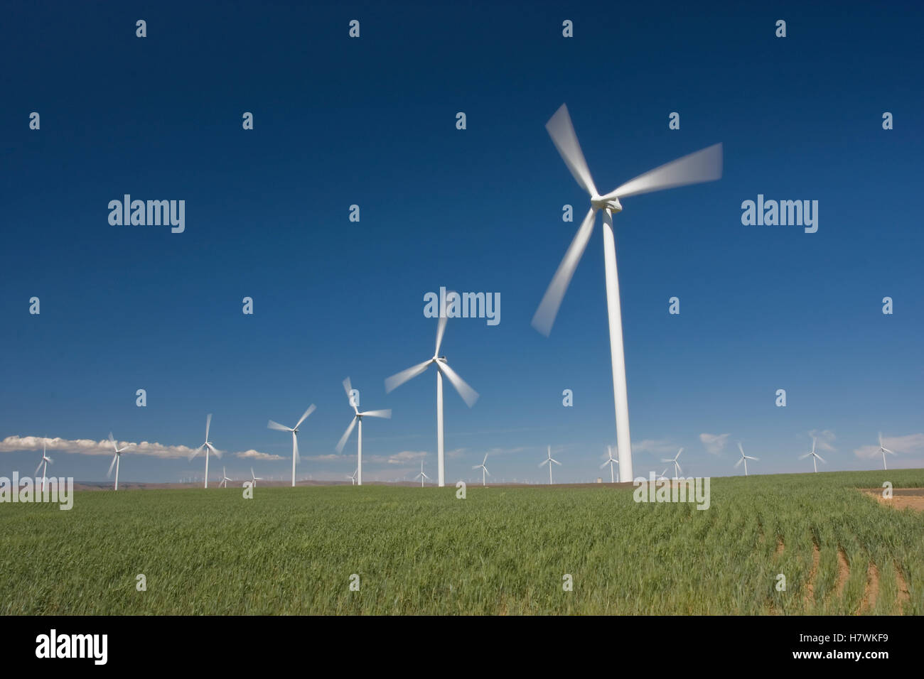 Biglow Wind Farm near the Columbia River, Oregon Stock Photo - Alamy