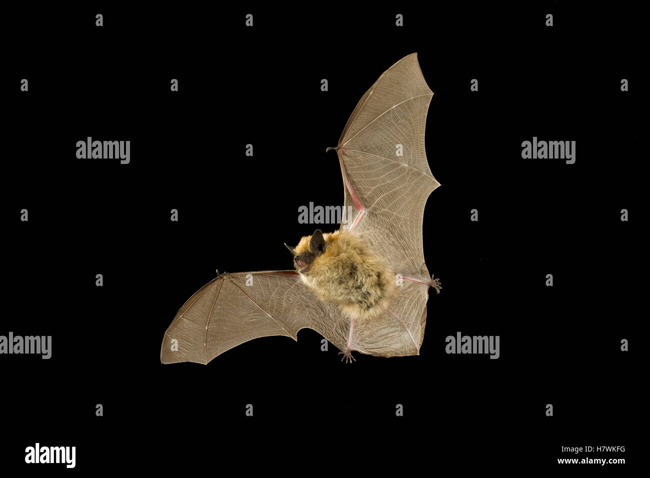 Western Small-footed Myotis (Myotis ciliolabrum) flying at night, Moses ...