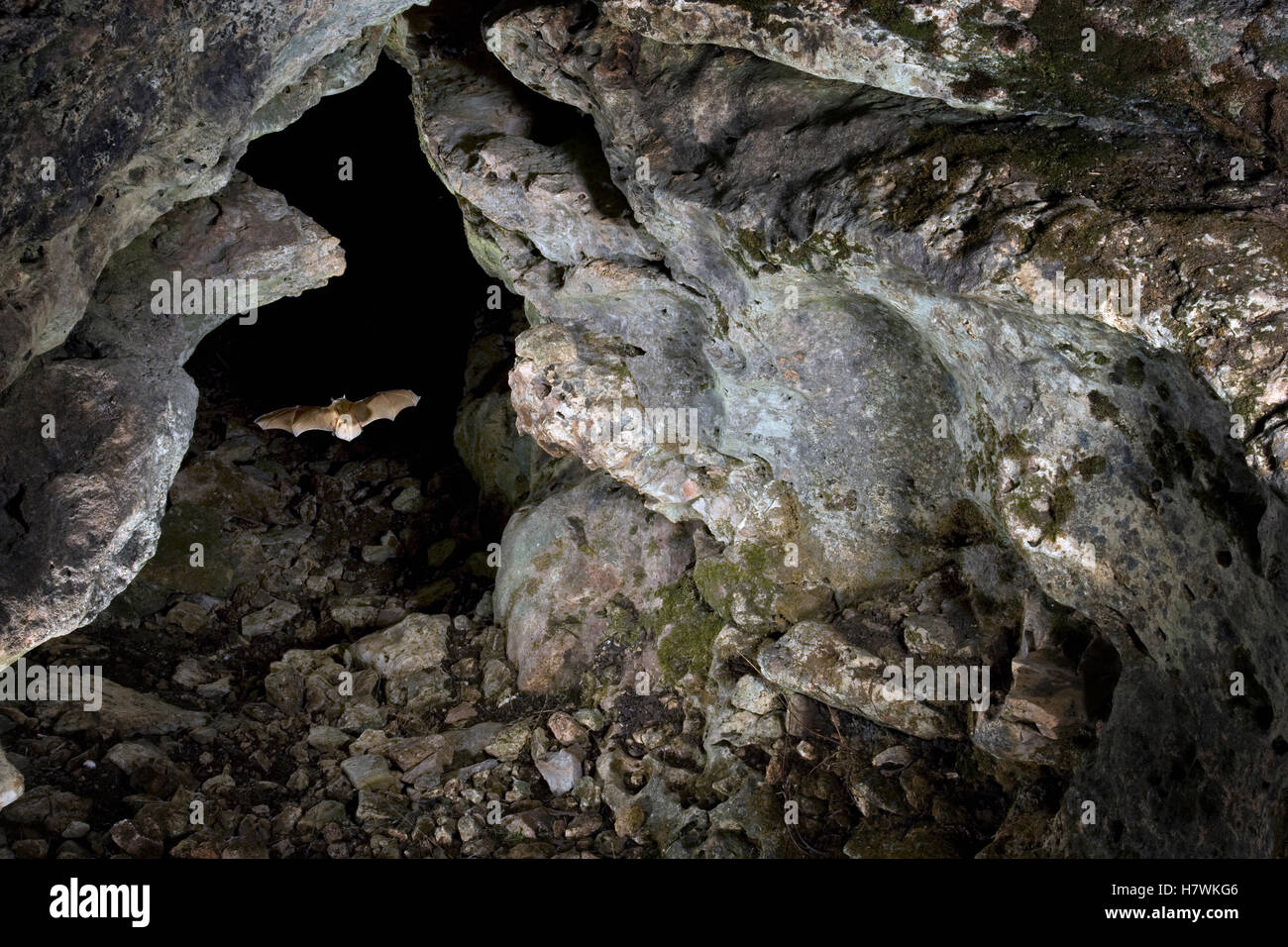 Cave Myotis (Myotis velifer) bat flying into a limestone cave, Texas ...
