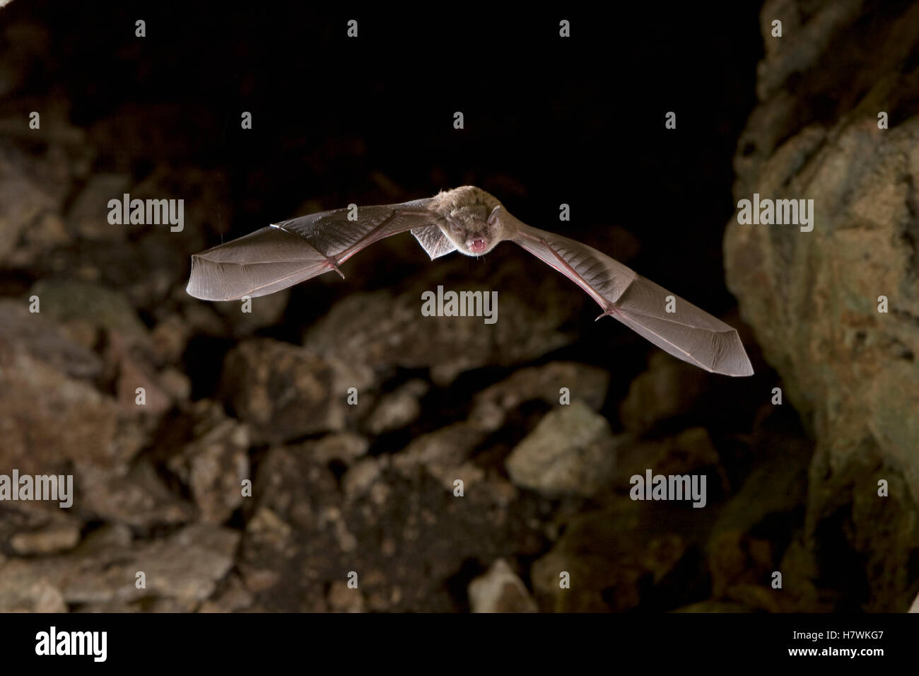 Cave Myotis (Myotis velifer) bat flying into a limestone cave, Texas ...