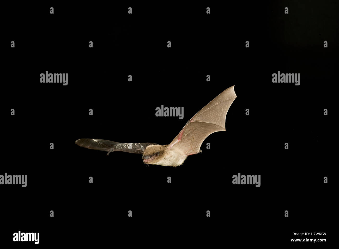 Evening Bat (Nycticeius humeralis) flying at night, Stephen F. Austin ...