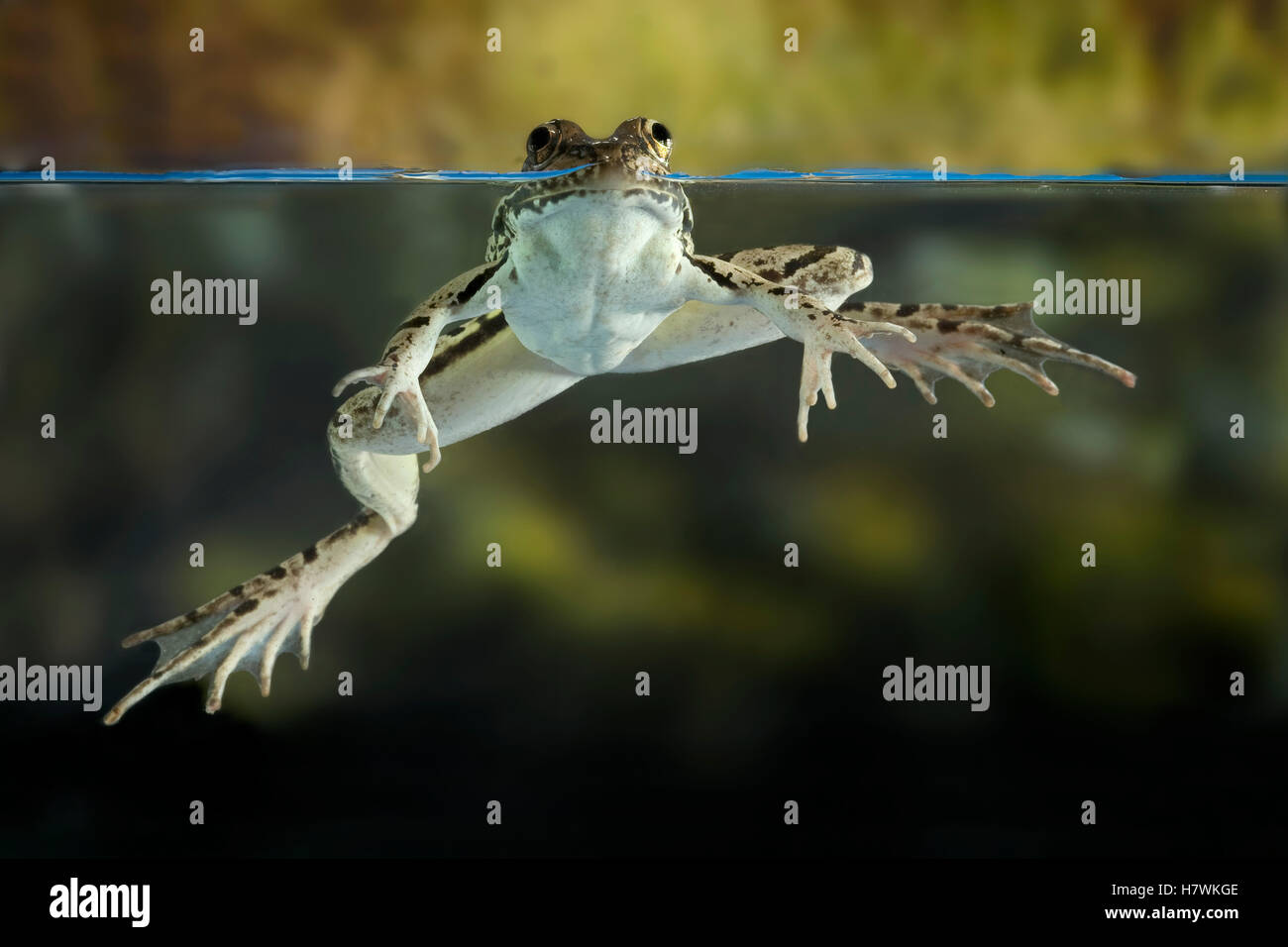 Rio Grande Leopard Frog (Rana berlandieri) floating in water, Texas ...