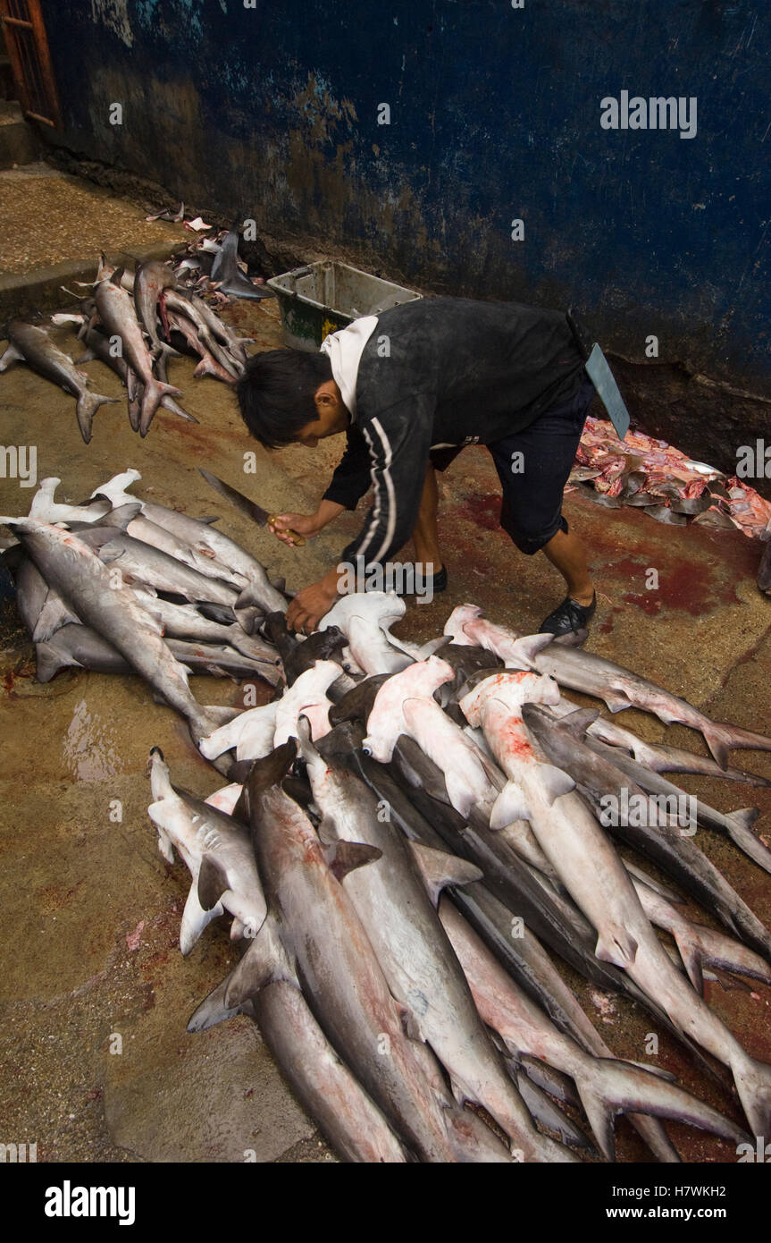 Smooth Hammerhead Shark (Sphyrna zygaena) juveniles in the area's ...