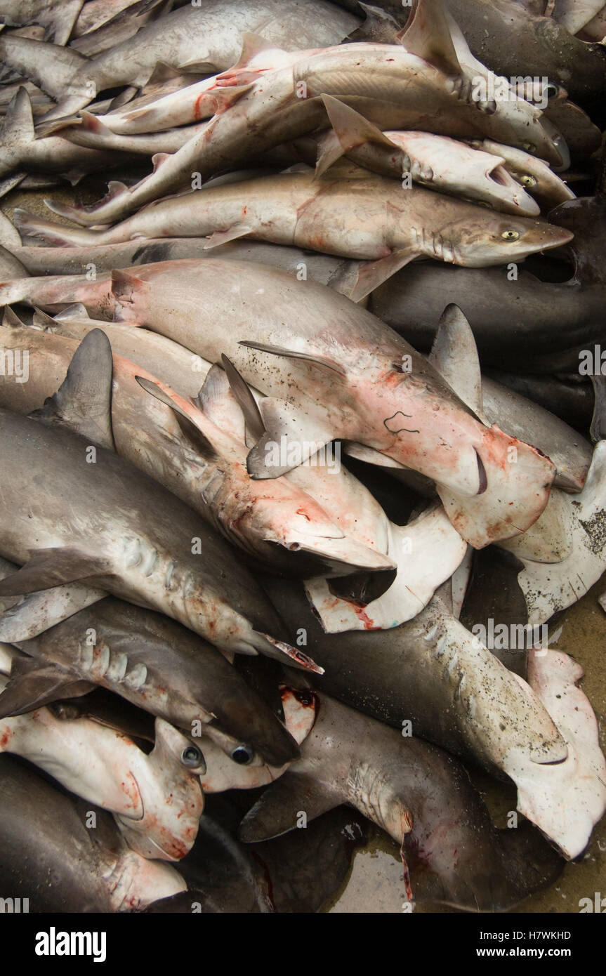 Smooth Hammerhead Shark (Sphyrna zygaena) juveniles in the area's ...