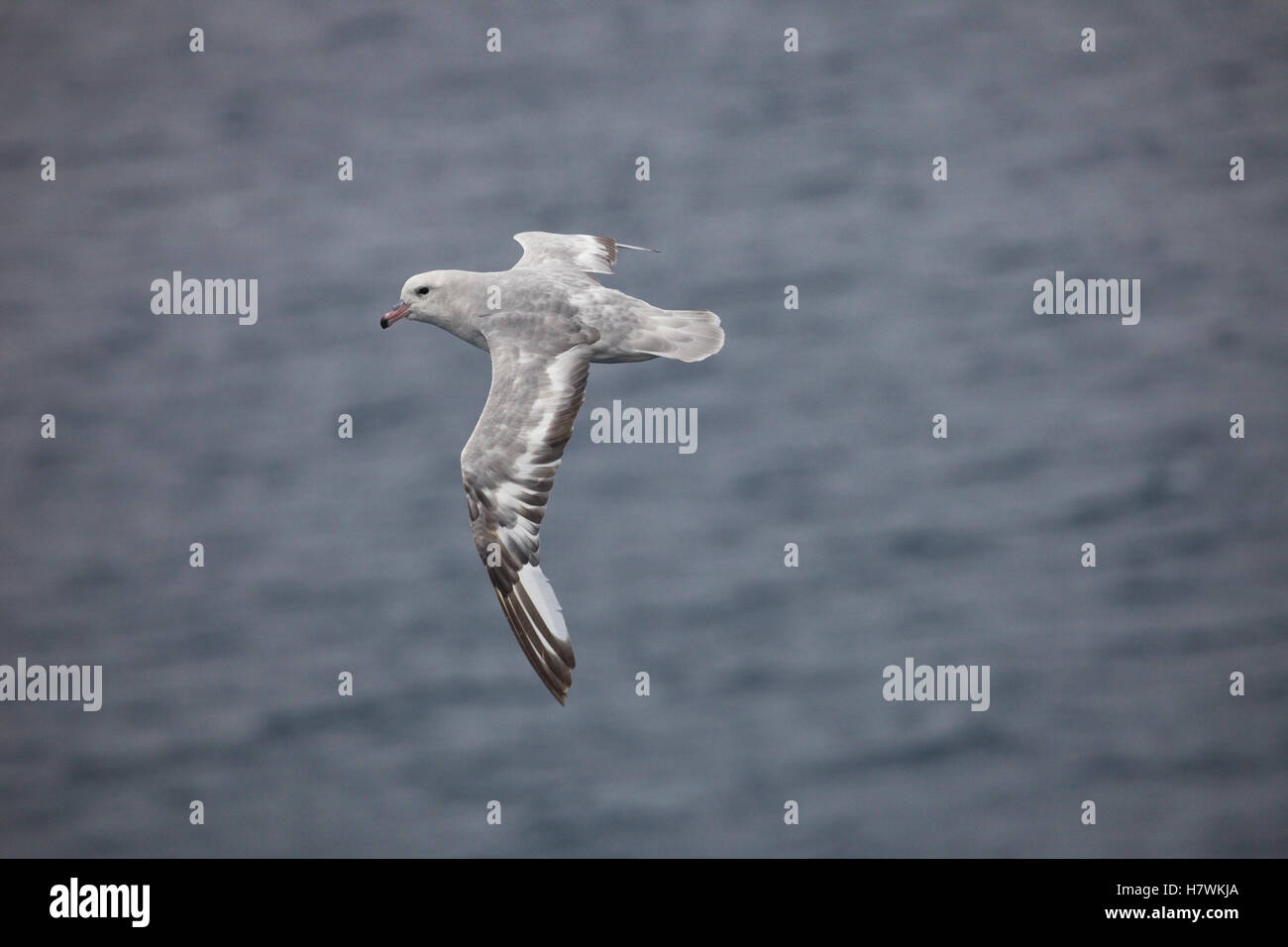 Southern Fulmar (Fulmarus glacialoides) flying, east Antarctica Stock ...