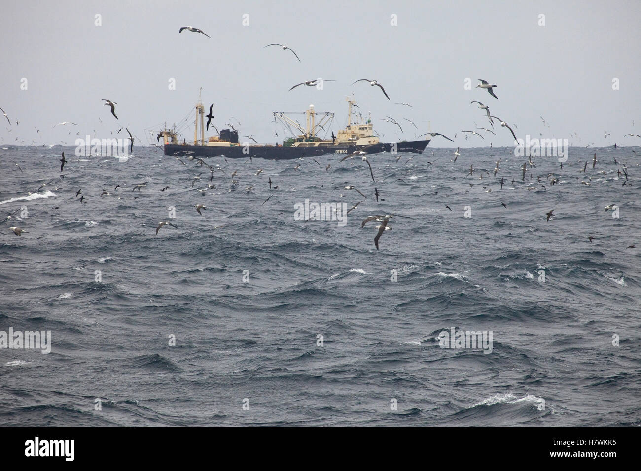 Shy Albatross (Thalassarche cauta) group congregate around fishing ...