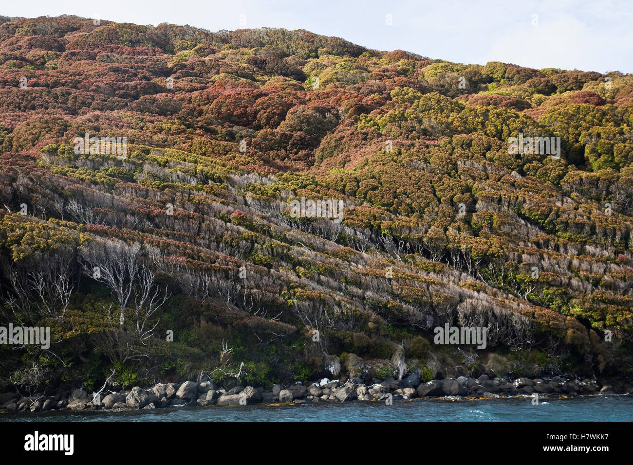 Rata Tree (Metrosideros sp) group showing wind shear, Auckland Islands ...
