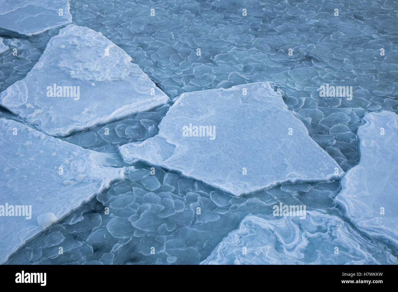 Newly formed sea ice rafting together to form ice floes, McMurdo Sound ...