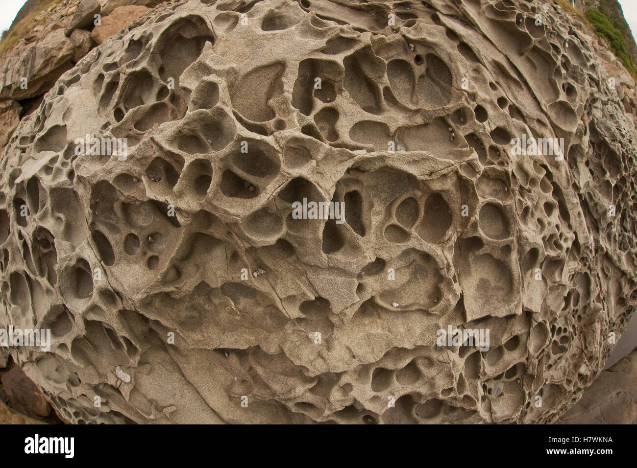 Cavernous weathering in sandstone boulder, Kaikoura, North Canterbury ...